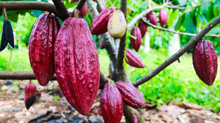 Tak Hanya Lezat, Ini Deretan Manfaat Luar Biasa Cokelat untuk Kesehatan ...